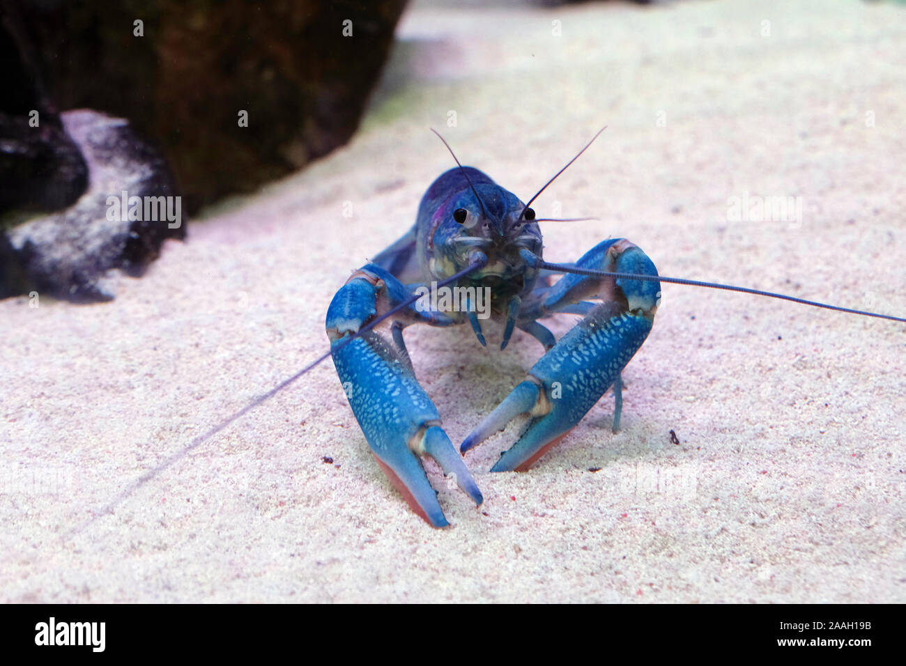 Sapphire crayfish hi-res stock photography and images - Alamy