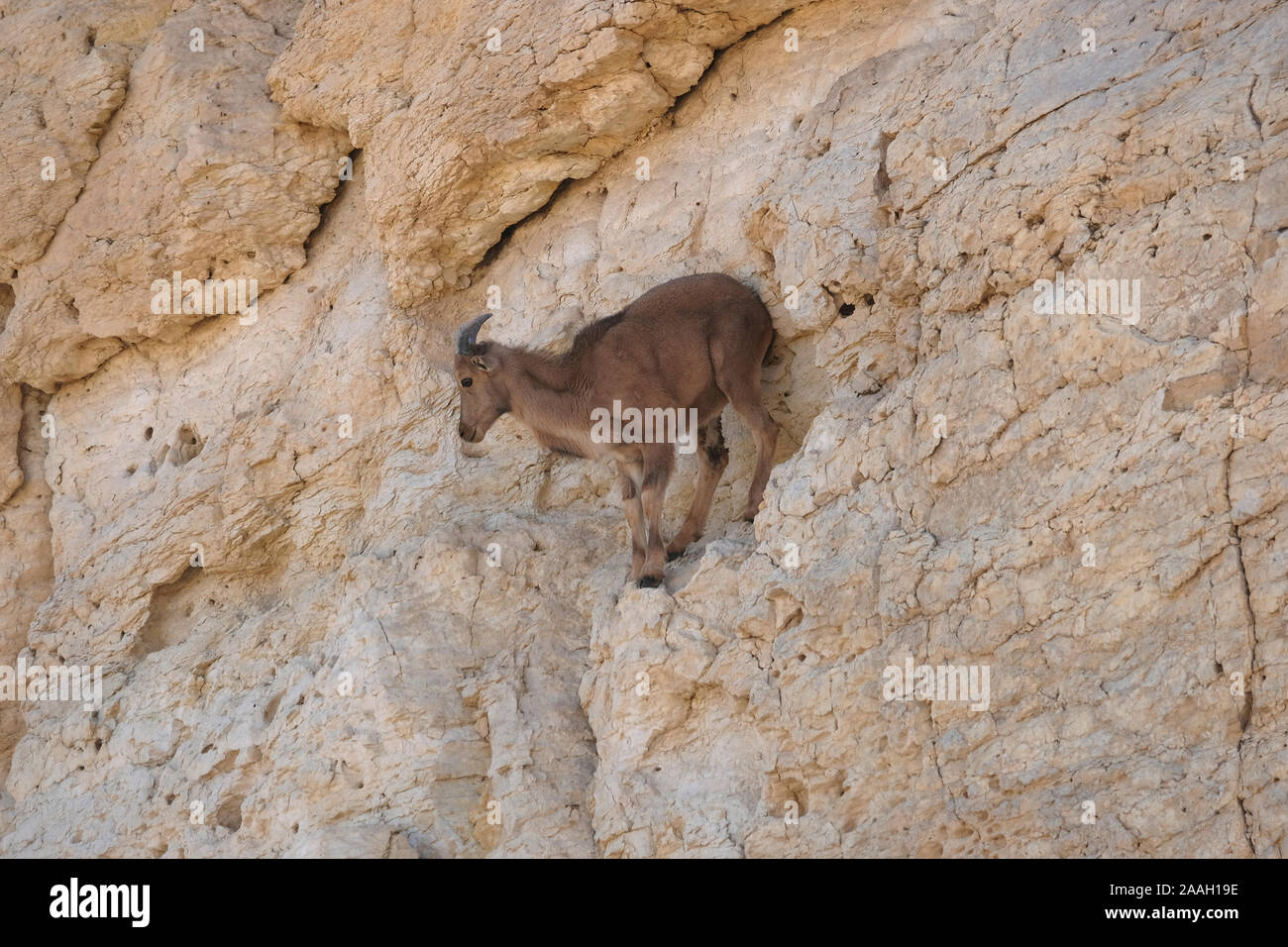 Calf stands hi-res stock photography and images - Alamy