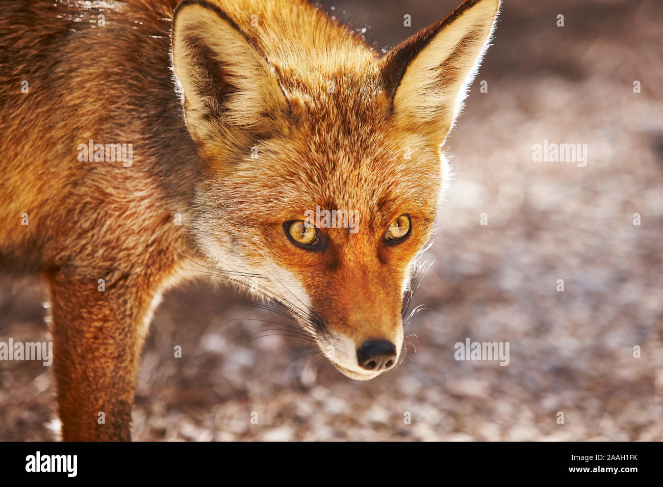 Fox head detail. Wildlife in the forest. Animal Stock Photo - Alamy