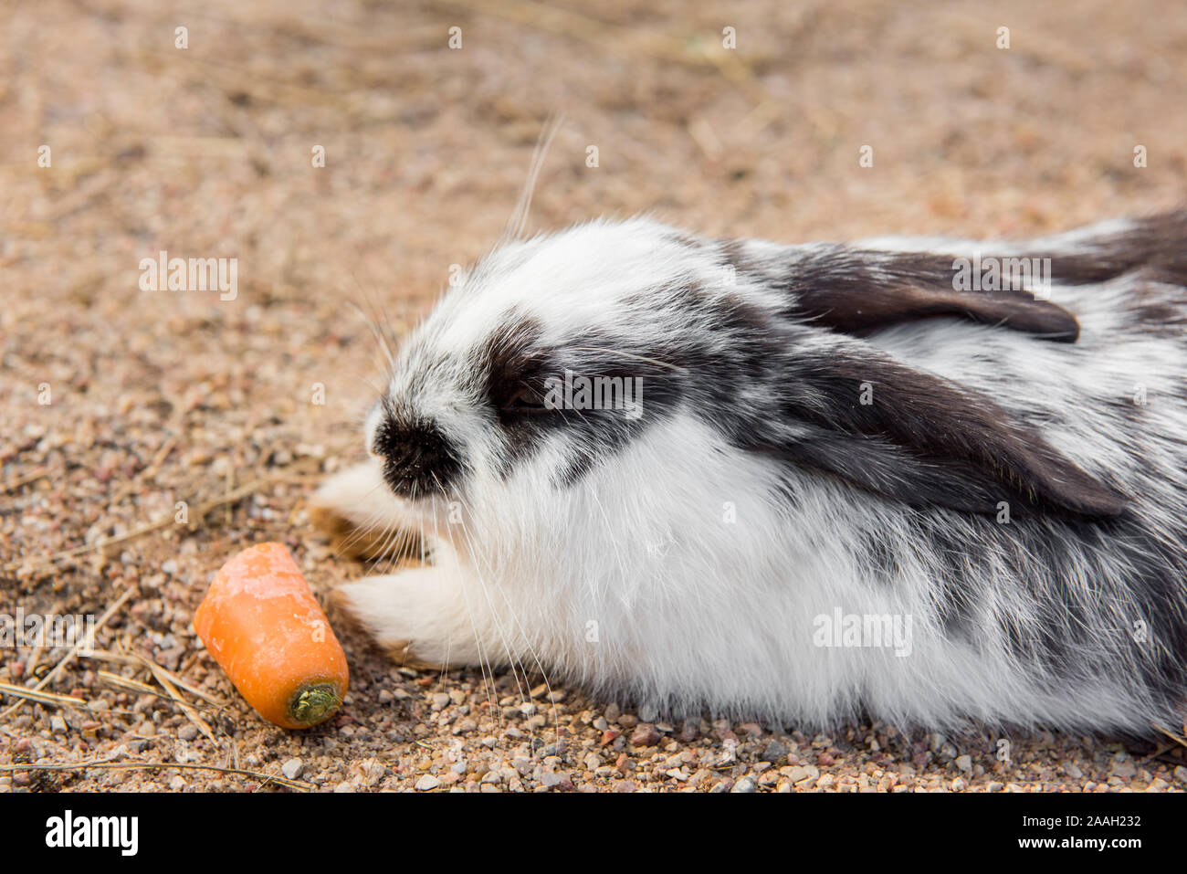 Cute white easter rabbit eating carrot outside Stock Photo - Alamy