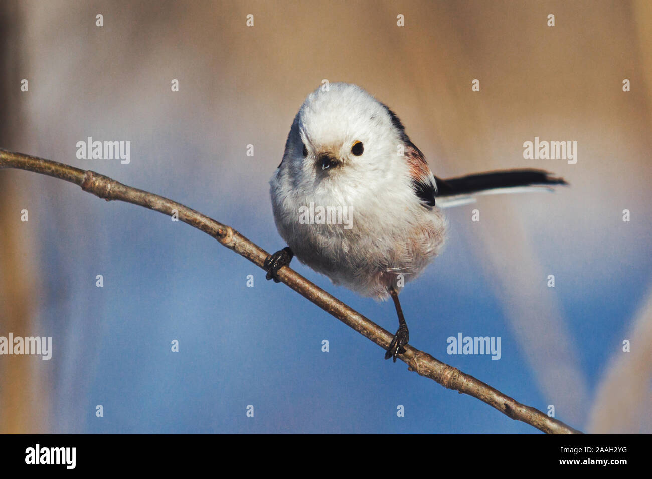 angry bird looks into the frame Stock Photo - Alamy