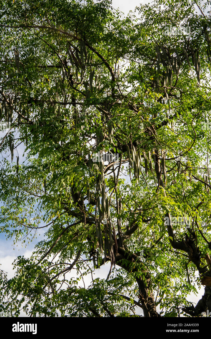 Moringamania hi-res stock photography and images - Alamy