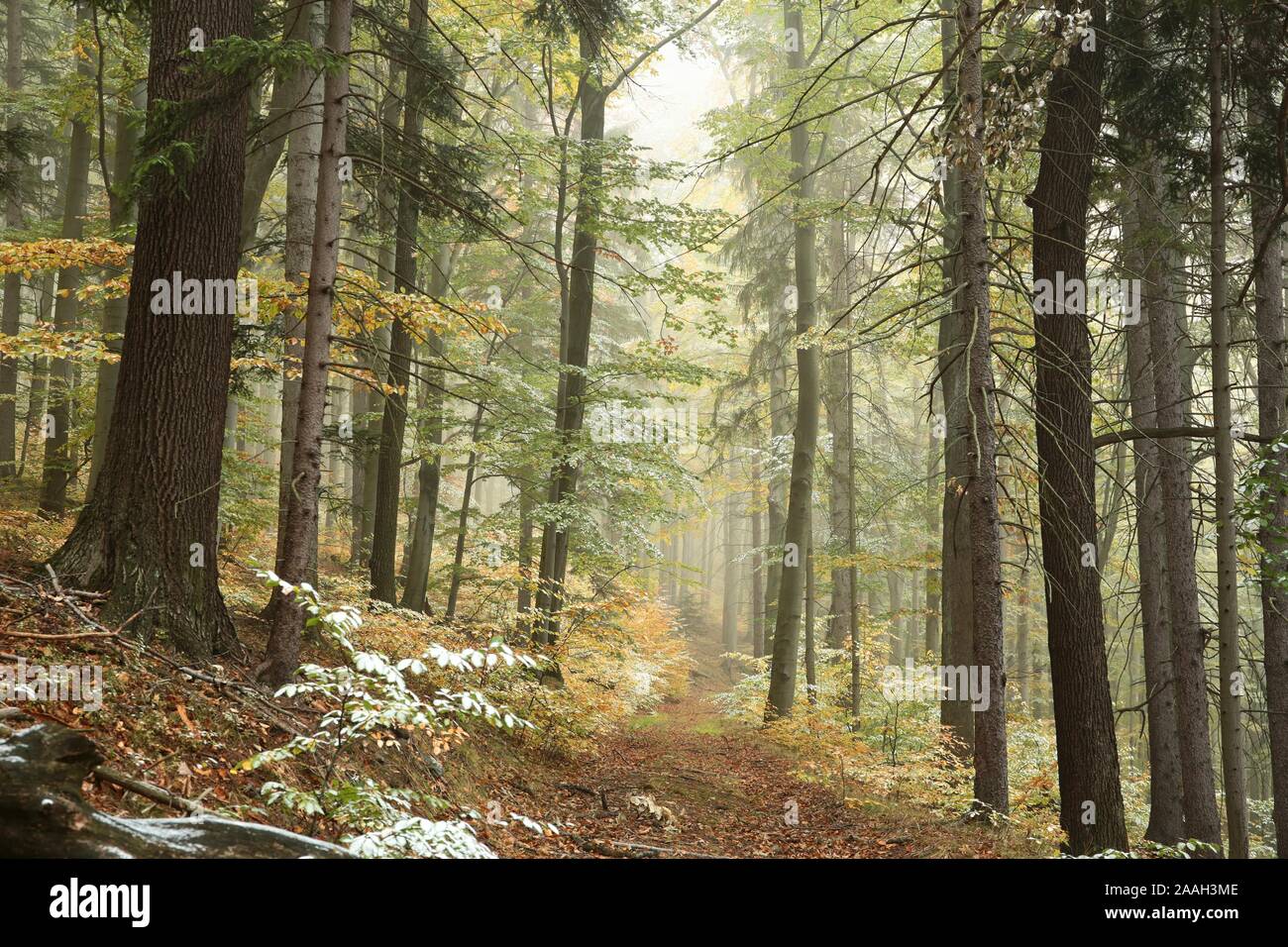 Oak woodland after light hi-res stock photography and images - Alamy