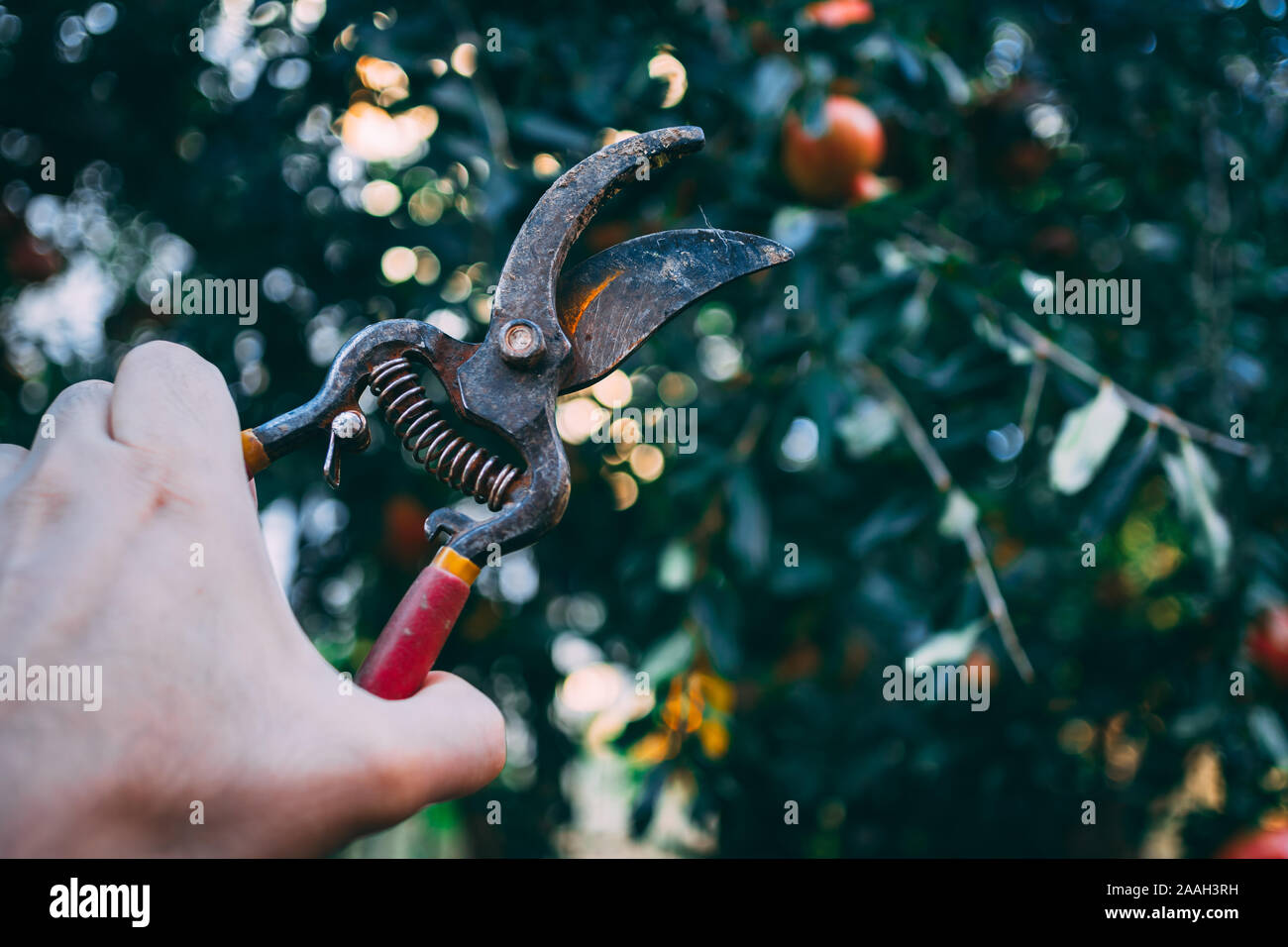 Hand holding pruning shears with tree in the background. Close-up image ...