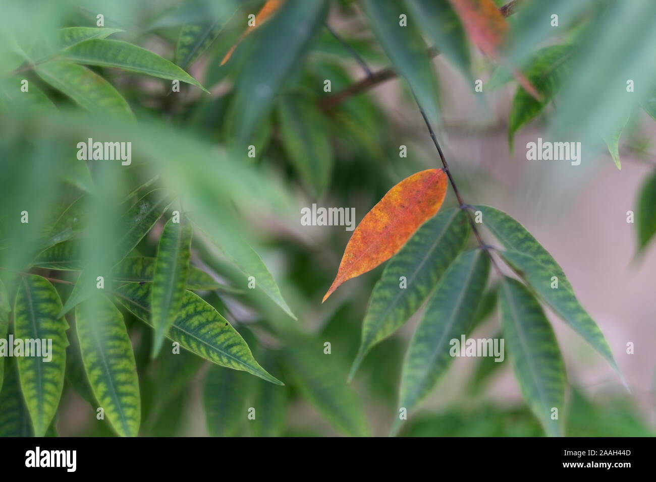 Bright sharp colored leaves of a tropical plant with a clear structure ...