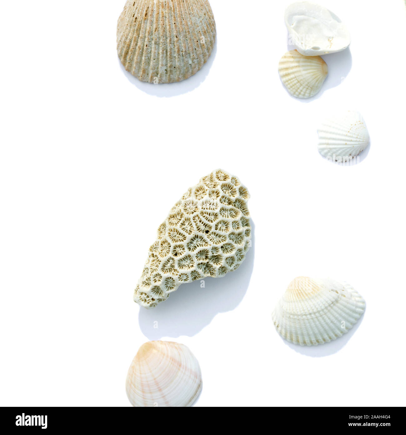dried, petrified coral and sea shell isolated on a white background ...