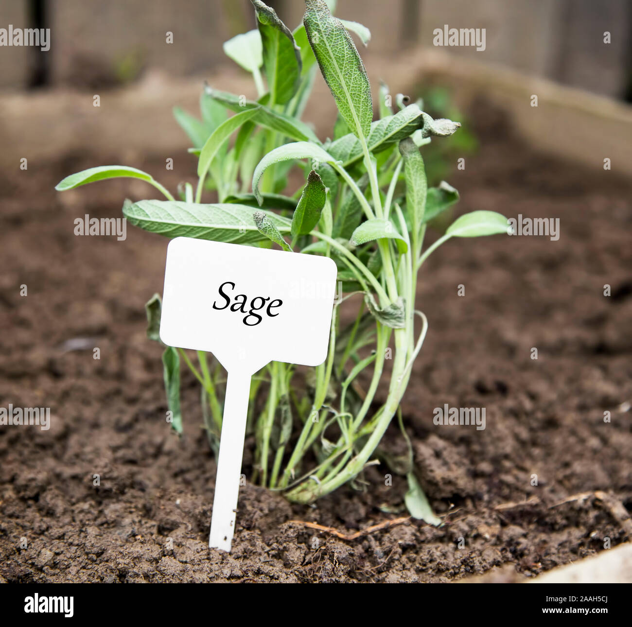 Sage garden label hi-res stock photography and images - Alamy