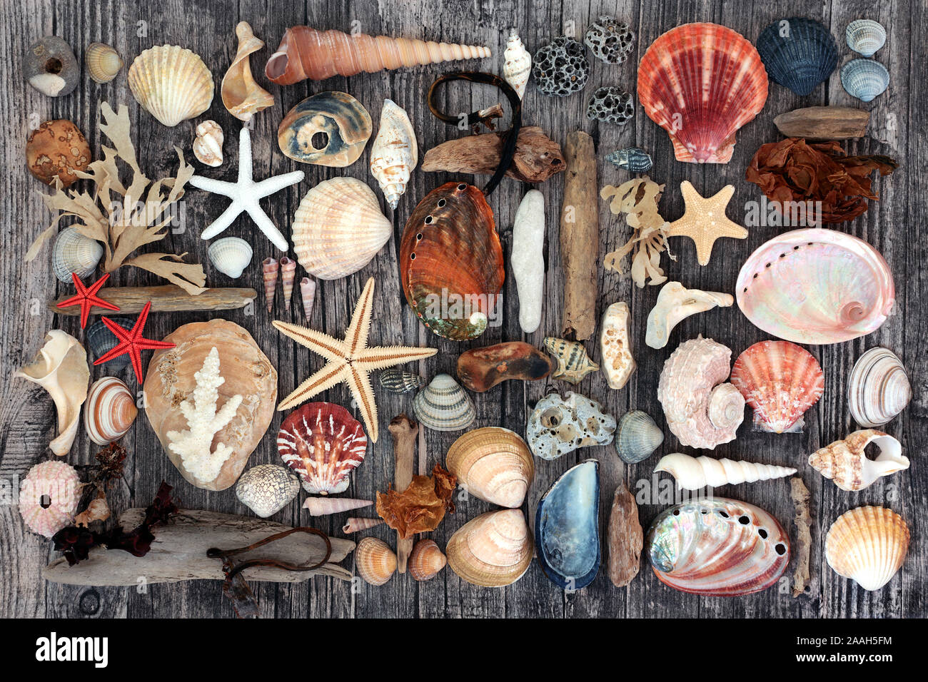 Driftwood, seashell, seaweed and pebble abstract collage on a rustic ...