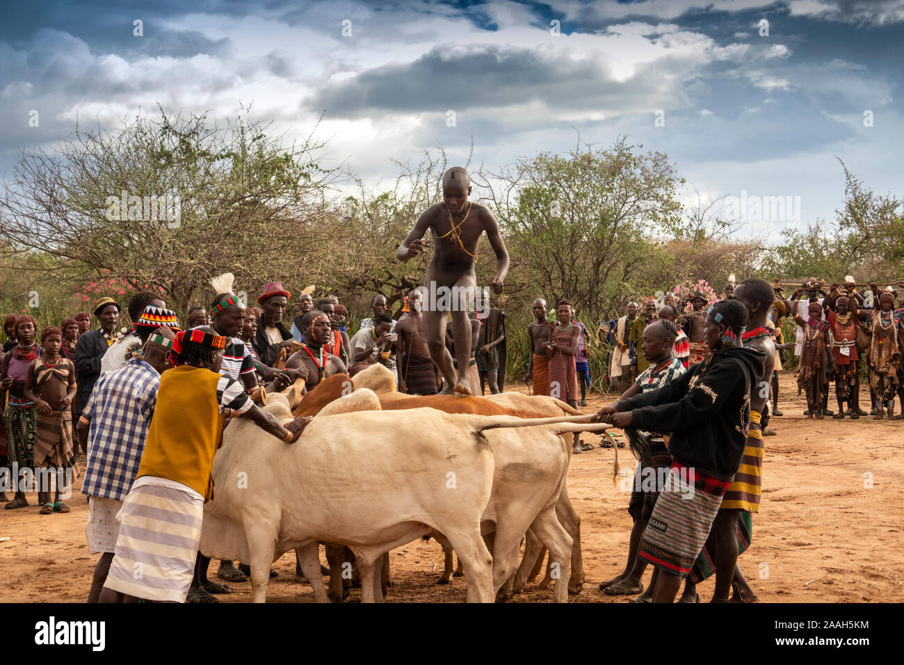 Ethiopia, South Omo, Turmi, bull jumping ceremony, naked Hamar man ...