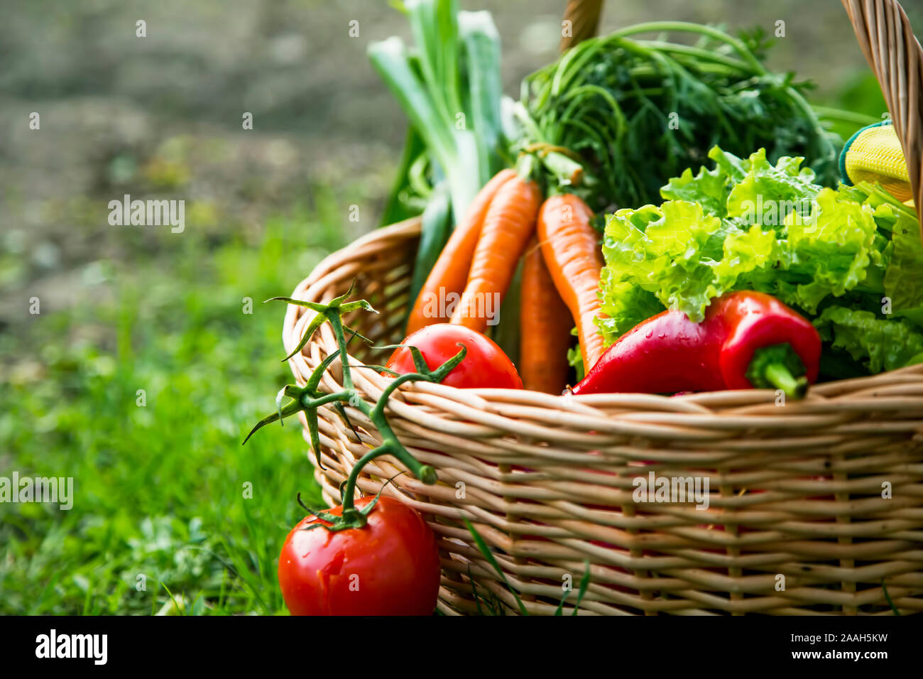 Fresh organic vegetables basket , local food , freshly harvested from ...