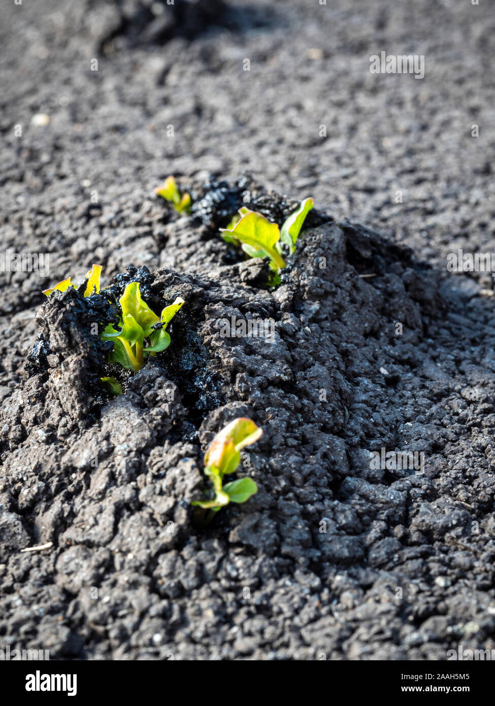 Plant (Convolvus) emerging from a carpet of macadam. Piercing occurs ...