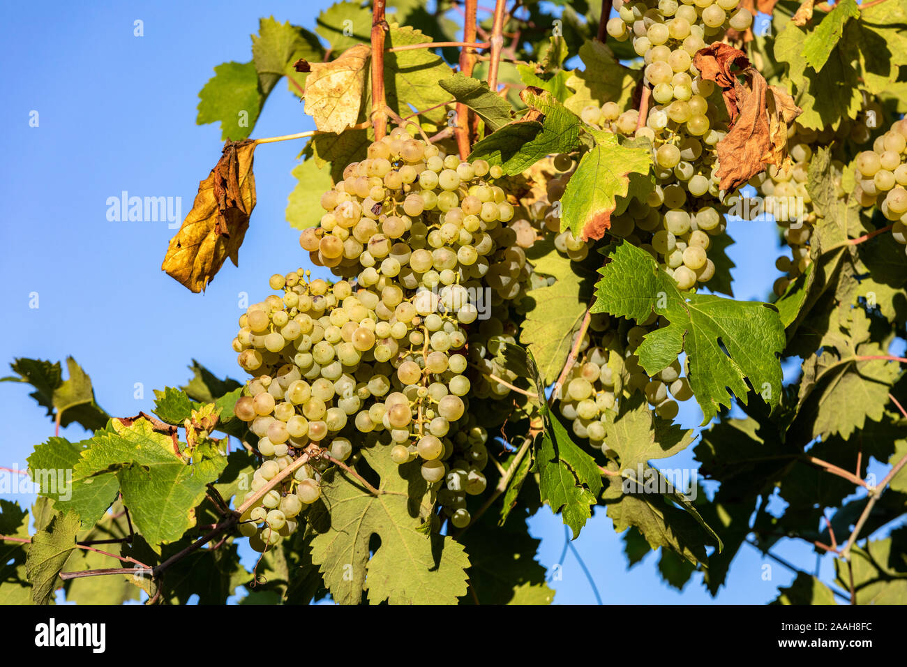 Prosecco Vineyard High Resolution Stock Photography and Images - Alamy