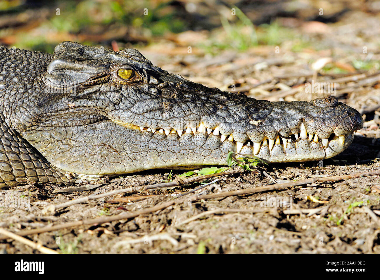 Leistenkrokodil - Salzwasserkrokodil Stock Photo - Alamy
