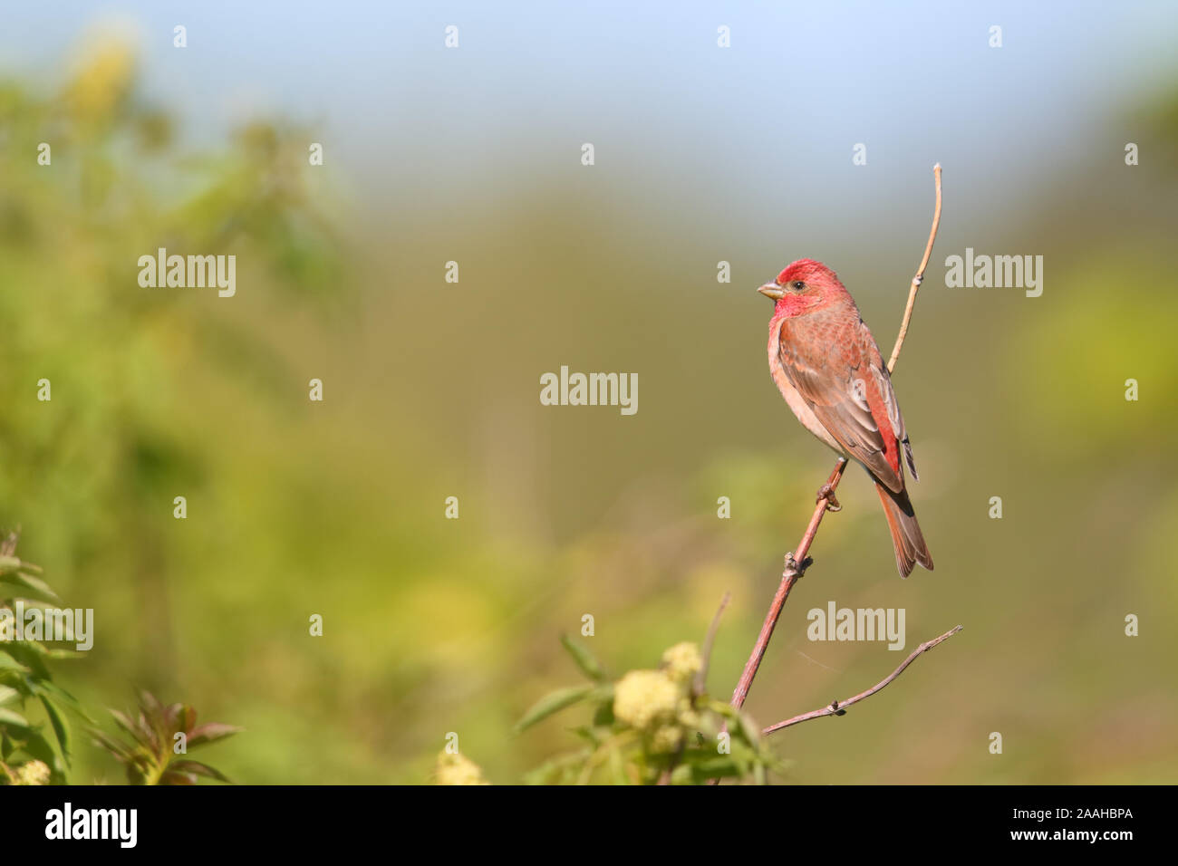 Male Common Rosefinch (Carpodacus erythrinus) in breeding season ...