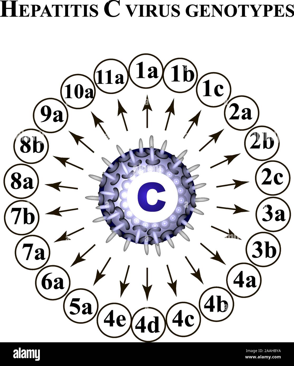 Hepatitis C. Hepatitis C virus genotypes. World Hepatitis Day. Infographics. Vector illustration ...