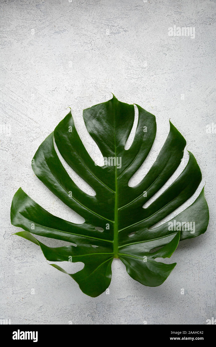One Green monstera leaves top view Stock Photo - Alamy
