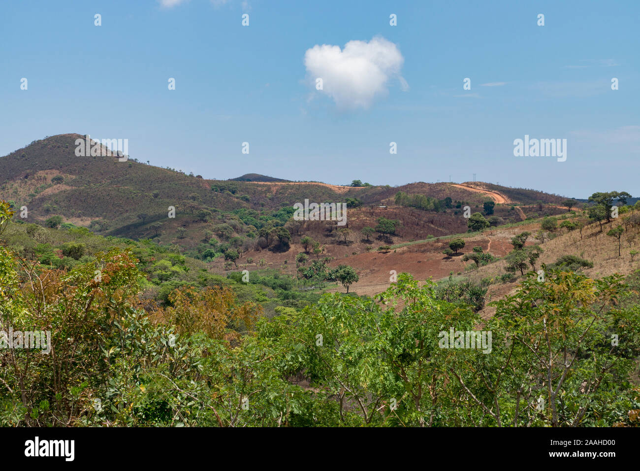 Malawi forest trees hi-res stock photography and images - Alamy