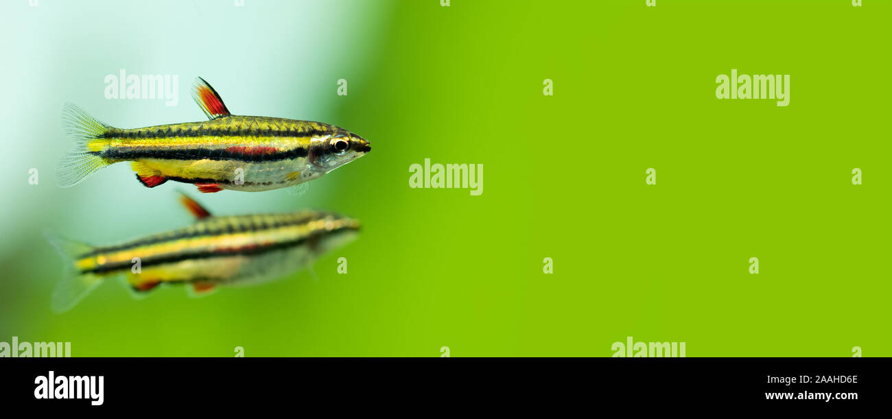Red dwarf poster hi-res stock photography and images - Alamy