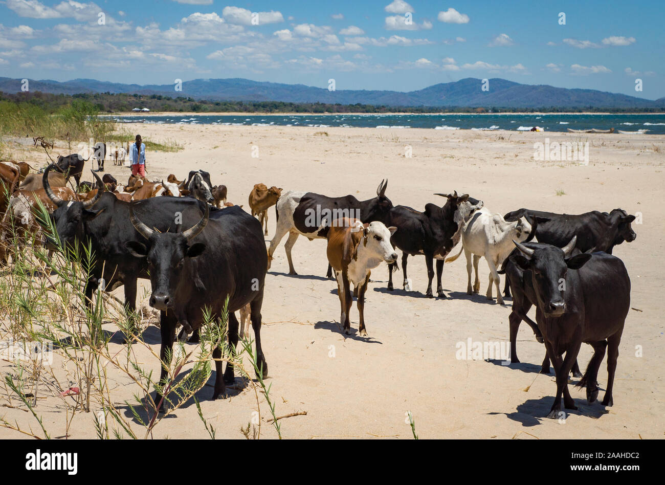 Cattle lake malawi hi-res stock photography and images - Alamy