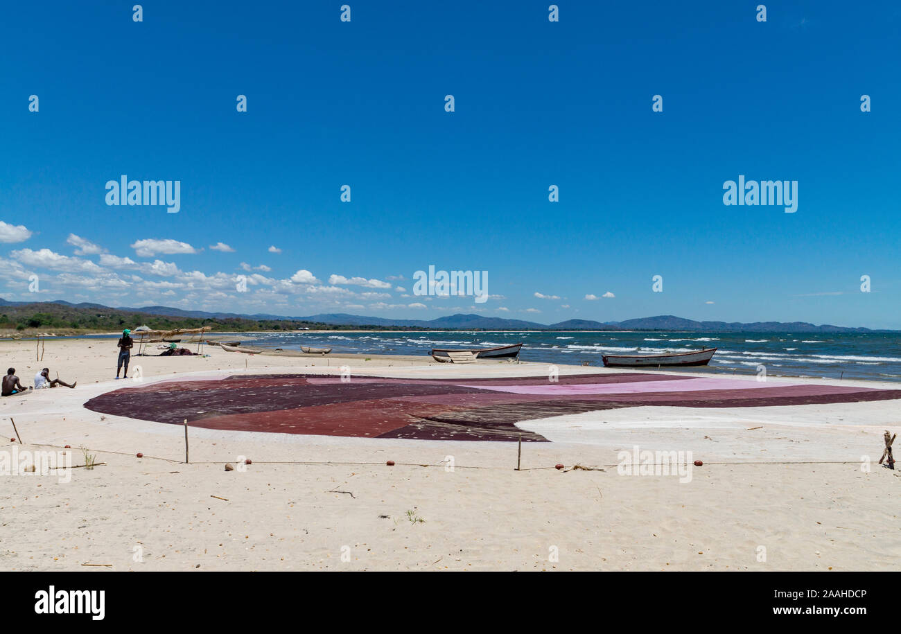 Chambo fish lake malawi hi-res stock photography and images - Alamy