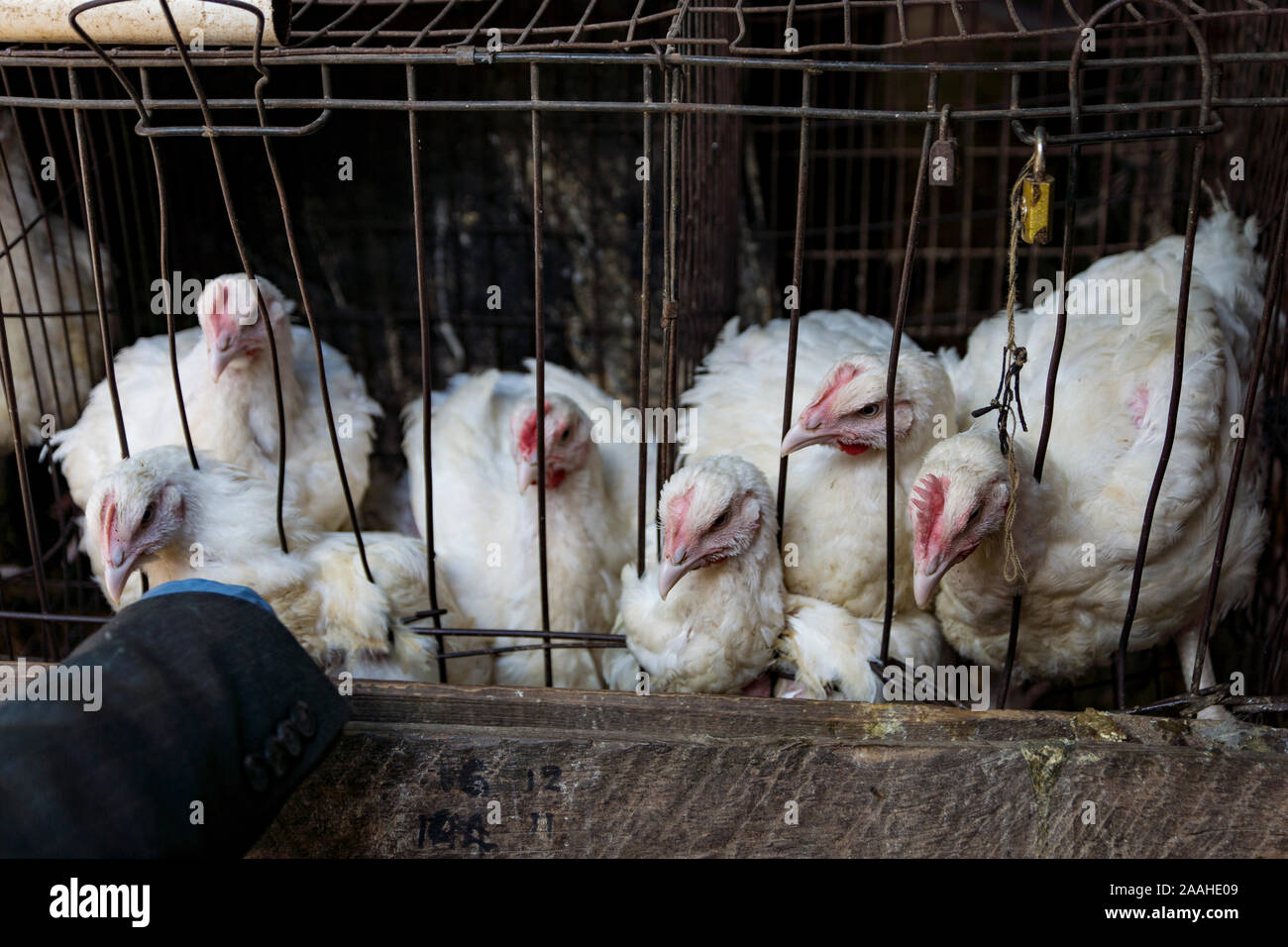 Caged chickens for sale in Mzuzu market, Malawi Stock Photo - Alamy