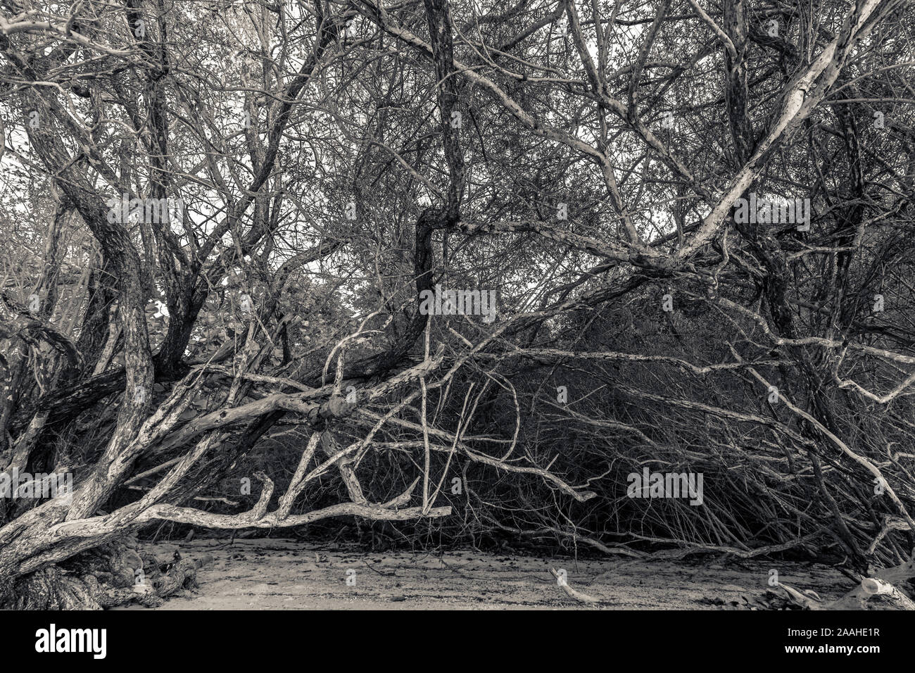 Tangled branches tree hi-res stock photography and images - Alamy