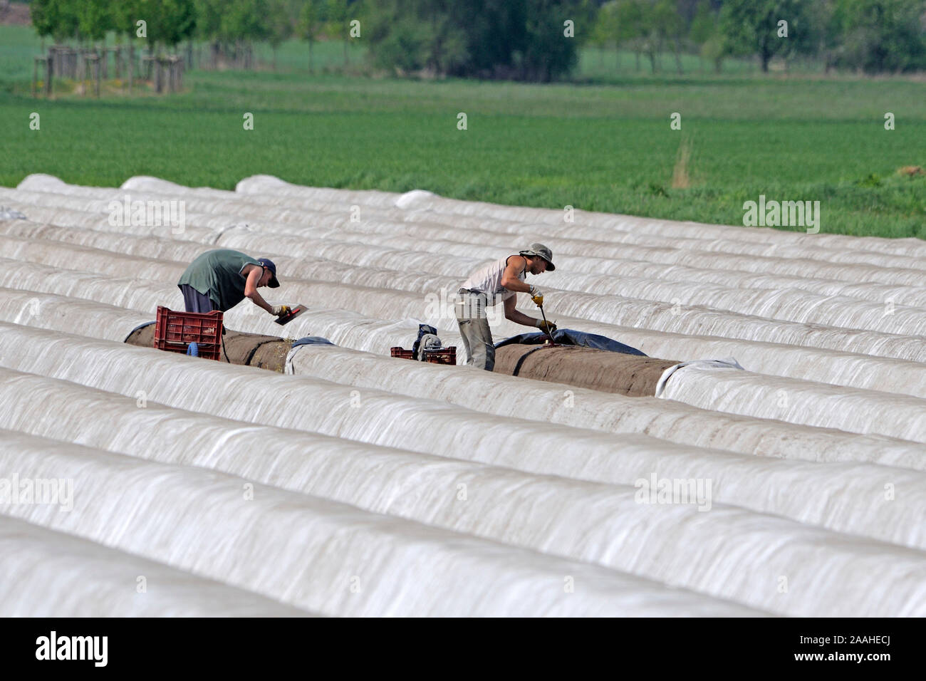 Grüner spargel hi-res stock photography and images - Alamy