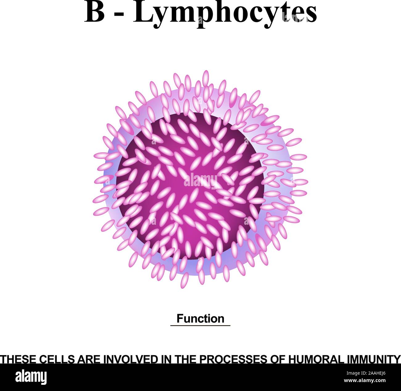 B lymphocytes structure. The functions of B lymphocytes. Immunity ...