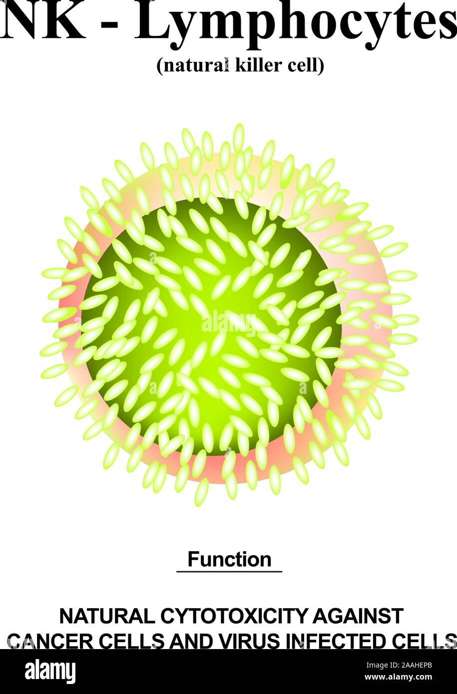 Lymphocytes Structure