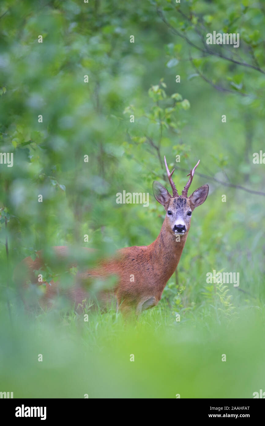 Roe deer buck (Capreolus capreolus) in summer, Europe Stock Photo - Alamy