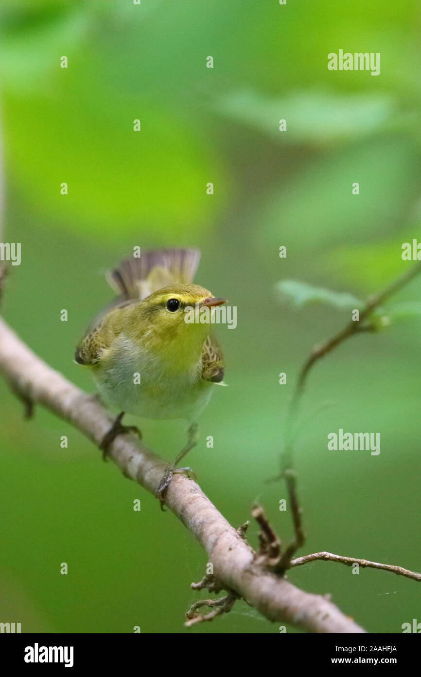 Wood warbler hi-res stock photography and images - Alamy