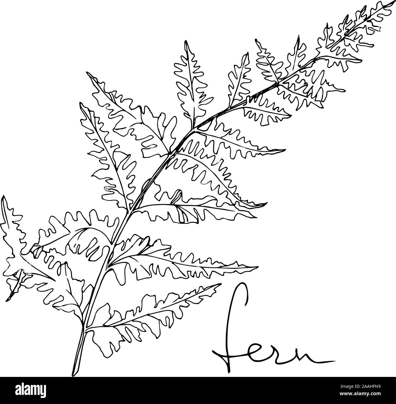 Vector Fern leaf. Leaf plant botanical foliage. Black and white ...