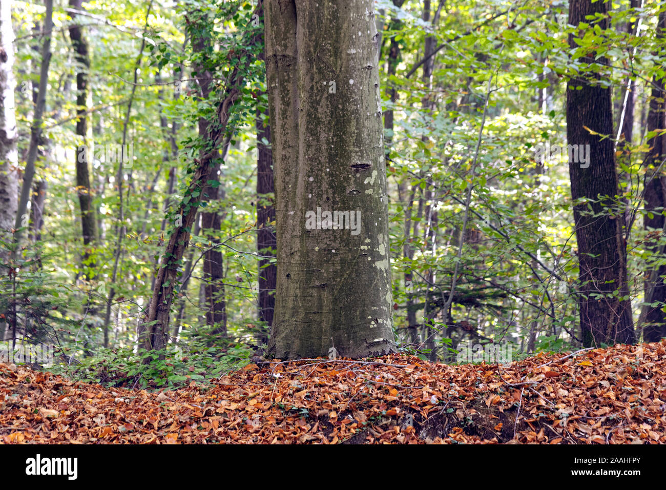 Fagus Orientalis - commonly known as Oriental Beech - trunk with autumn dry leaves on the ground ...