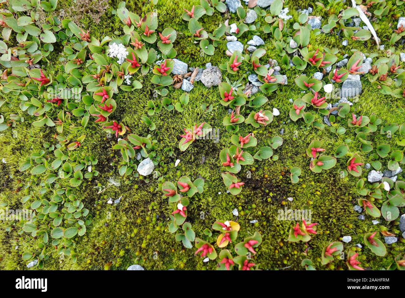 Salix structure hi-res stock photography and images - Alamy