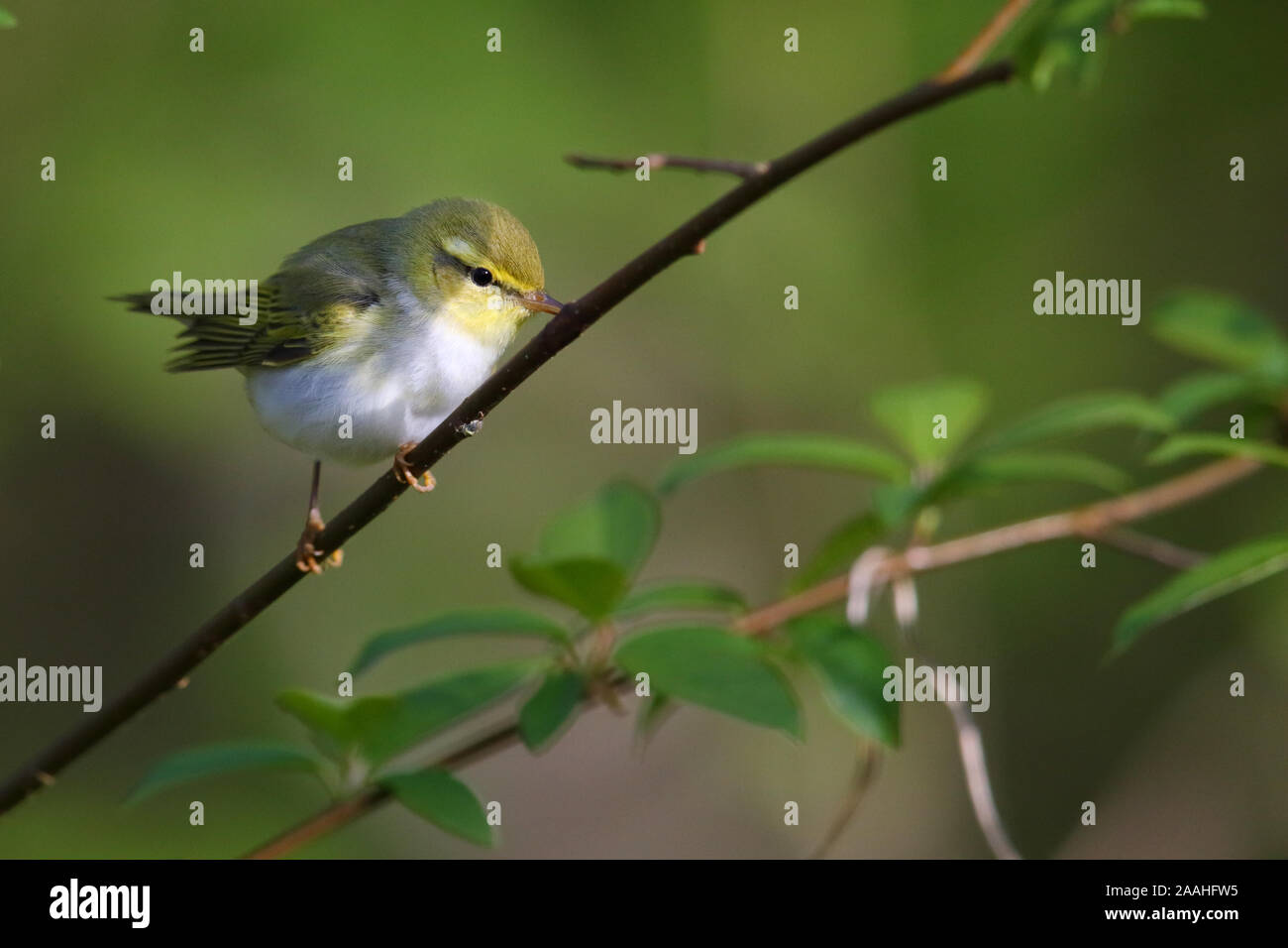 Male Wood Warbler (Phylloscopus sibilatrix) in breeding season, spring ...