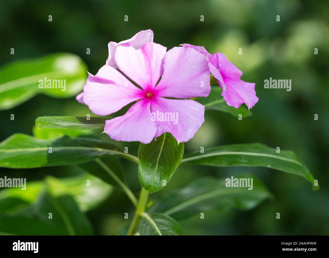 Madagascar periwinkle or (Catharanthus roseus), medicinal plant ...