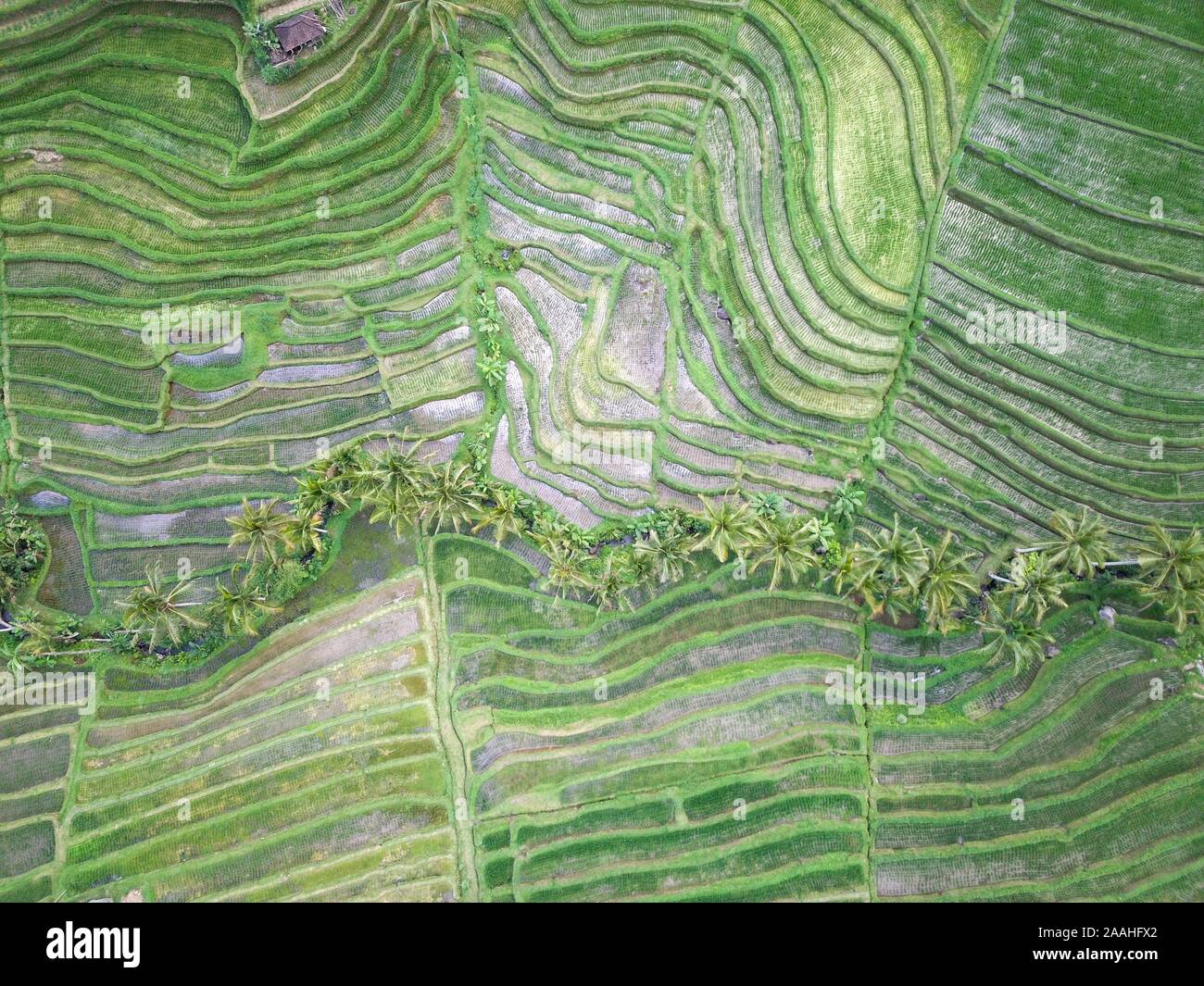 Aerial overview bali rice terraces hi-res stock photography and images ...