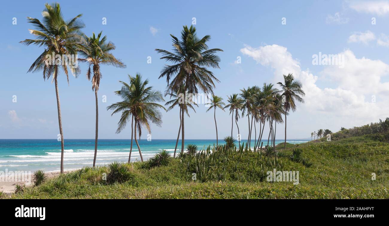 Playas de Este, palm trees, beach sea, Havana, Cuba Stock Photo - Alamy