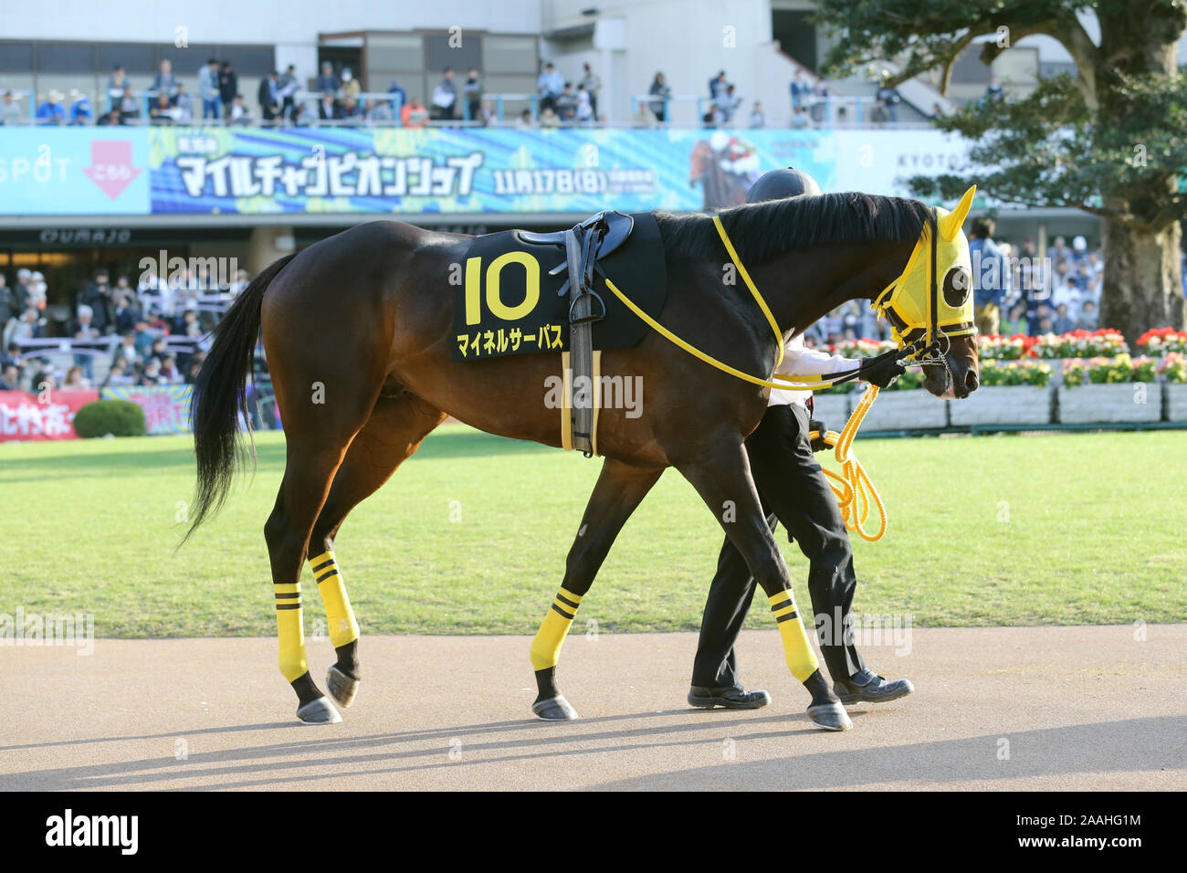 Surpass horse hi-res stock photography and images - Alamy