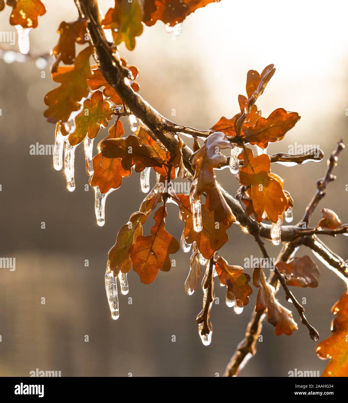 Oak (Quercus), leaves with icicles, Germany Stock Photo - Alamy