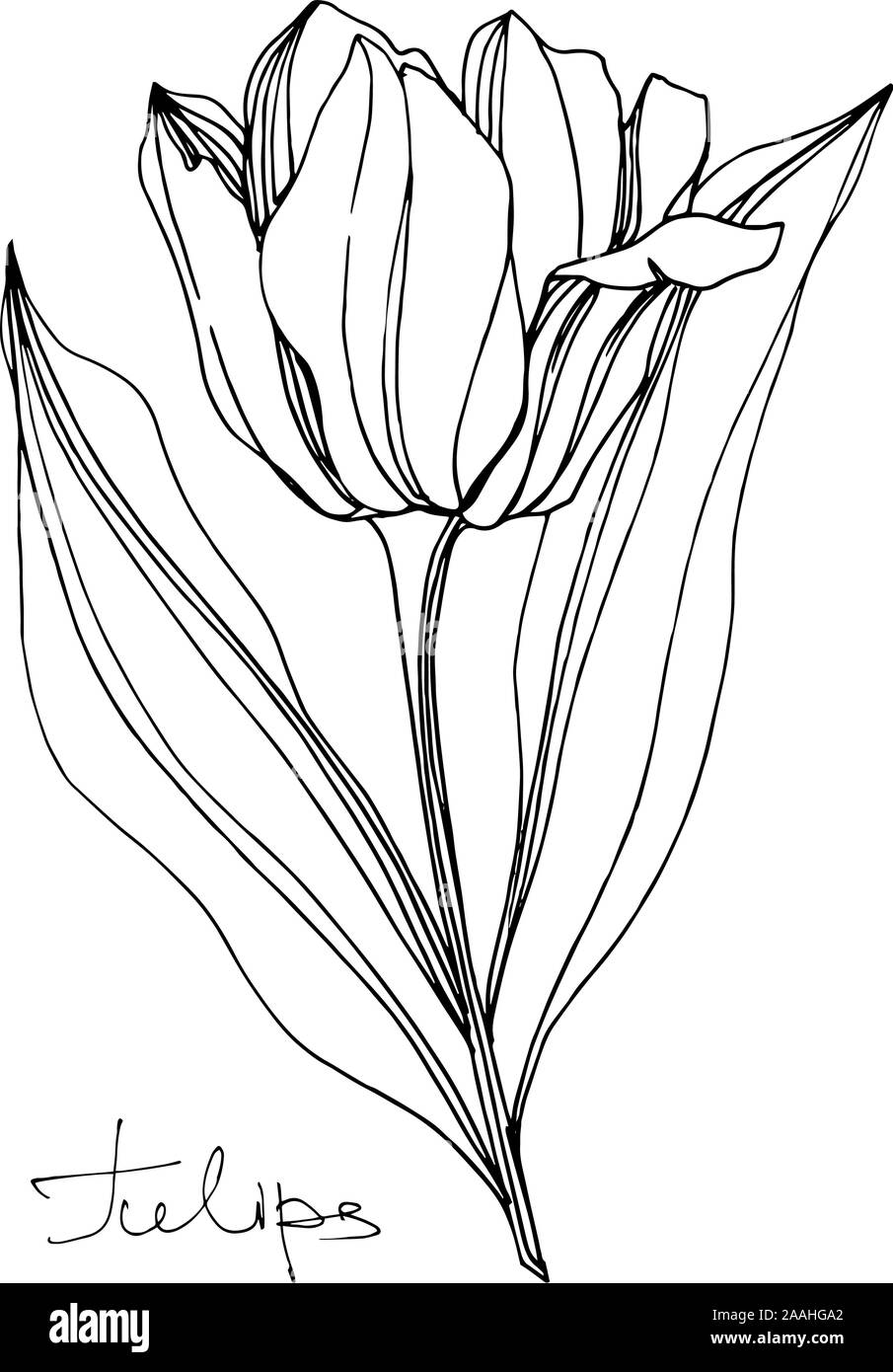Tulips Clip Art Black And White