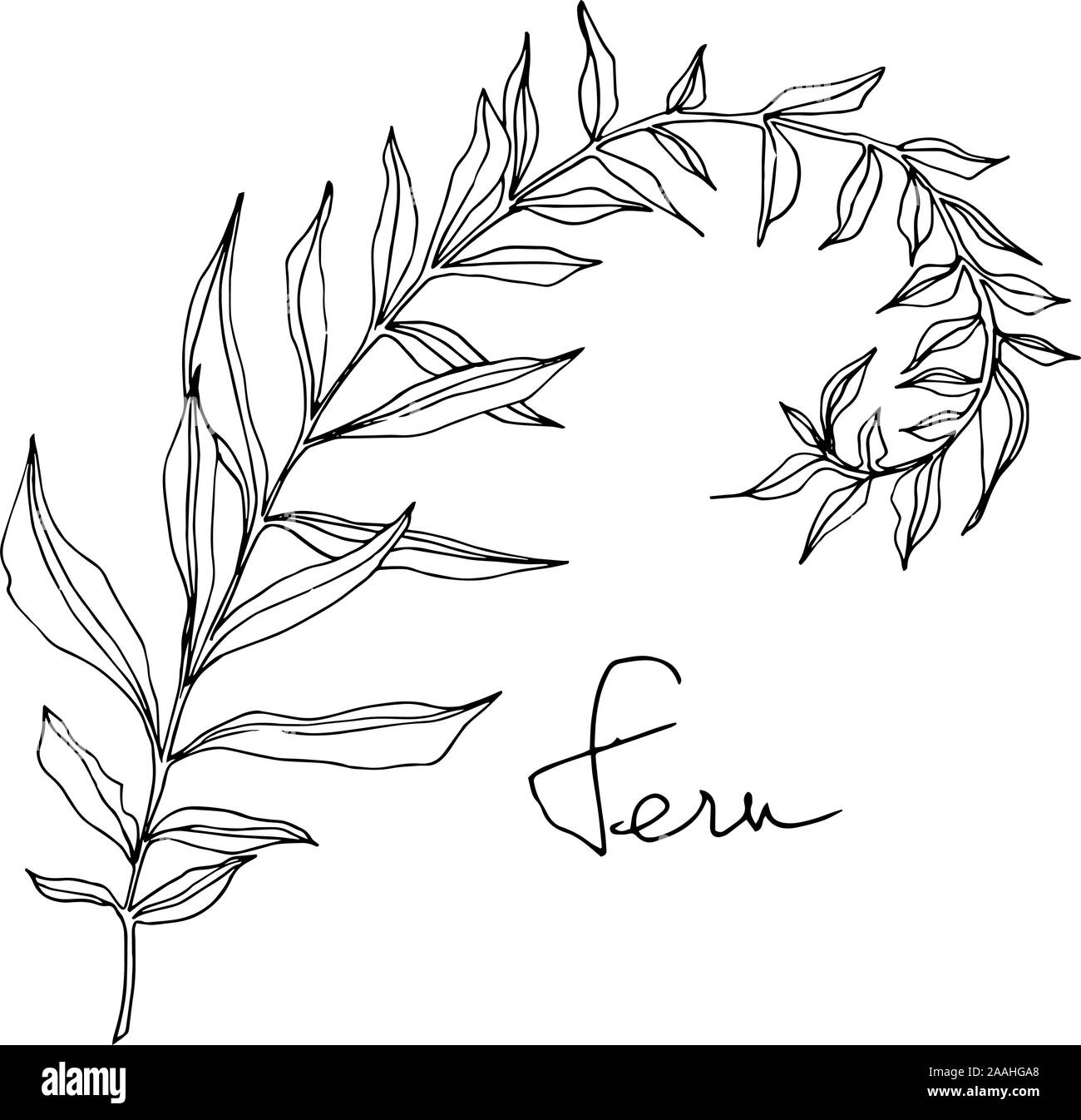 Fern Leaf Vector
