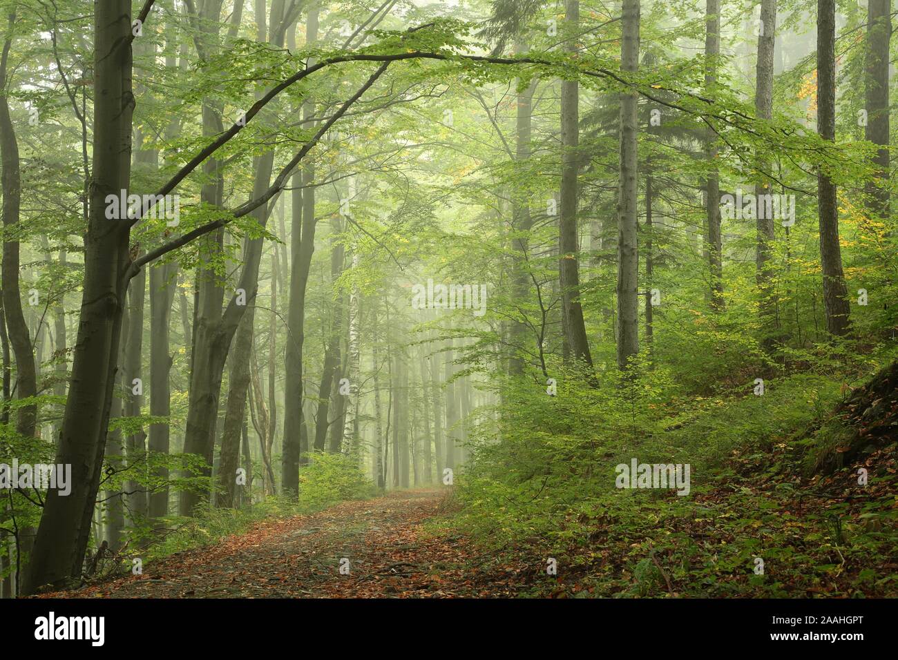 Mist into the distance hi-res stock photography and images - Alamy
