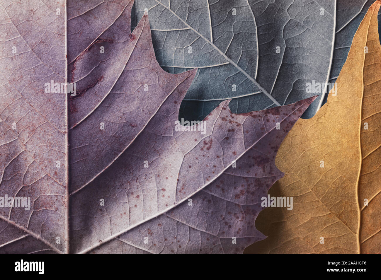 Colorful autumn plane tree leaves, close-up, natural background Stock ...