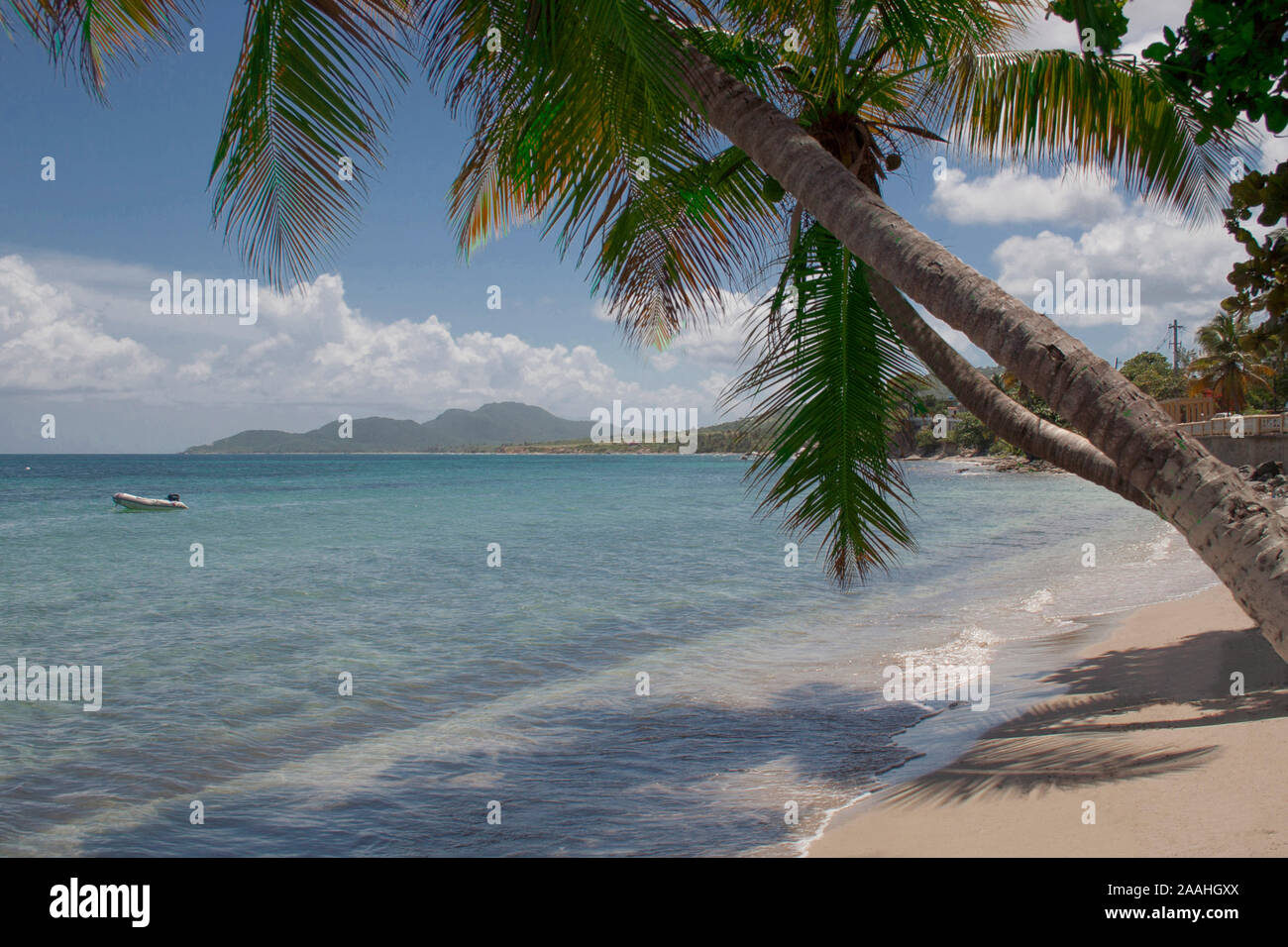Small boar in a typical scene in Puerto Rico island Stock Photo - Alamy
