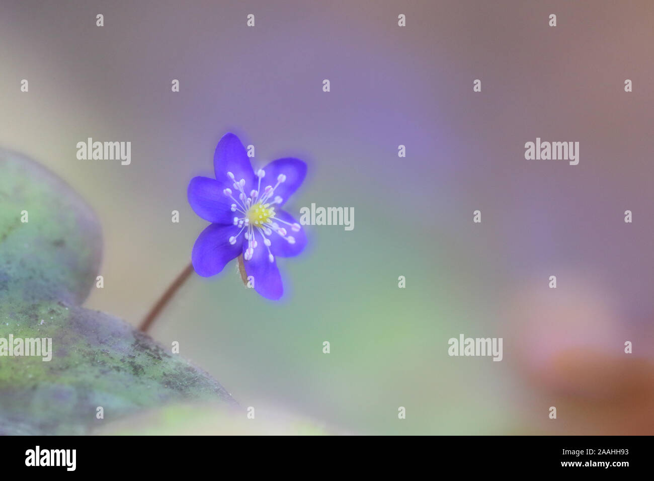 Hepatica hi-res stock photography and images - Alamy