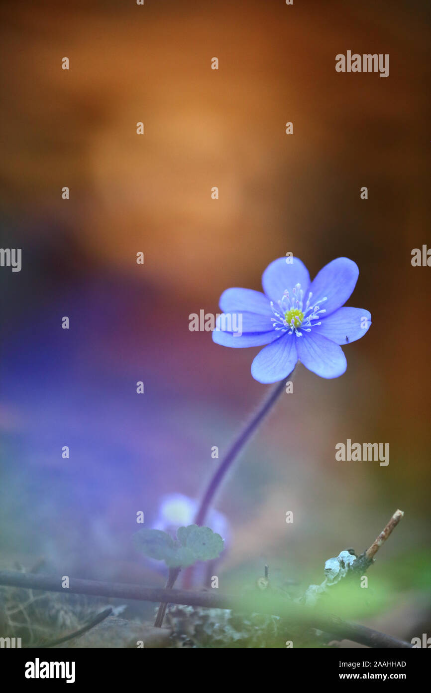 Hepatica hi-res stock photography and images - Alamy