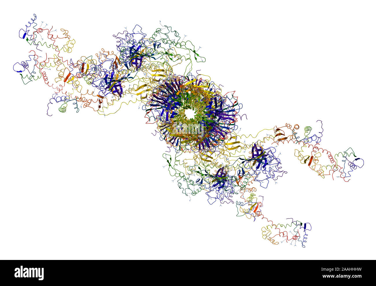 Molecular motor: myosins and actin causing muscle contractions Stock ...