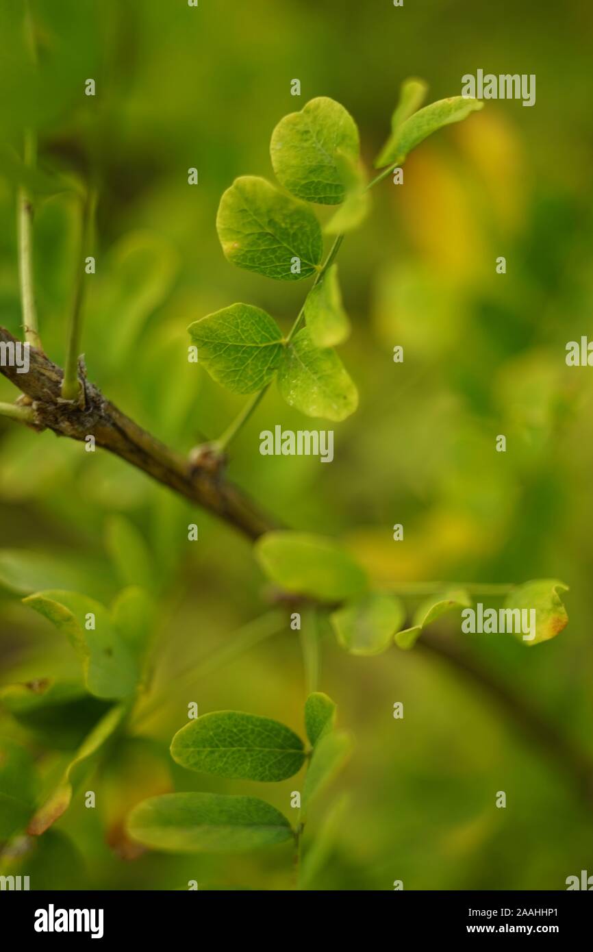 Gren tree hi-res stock photography and images - Alamy