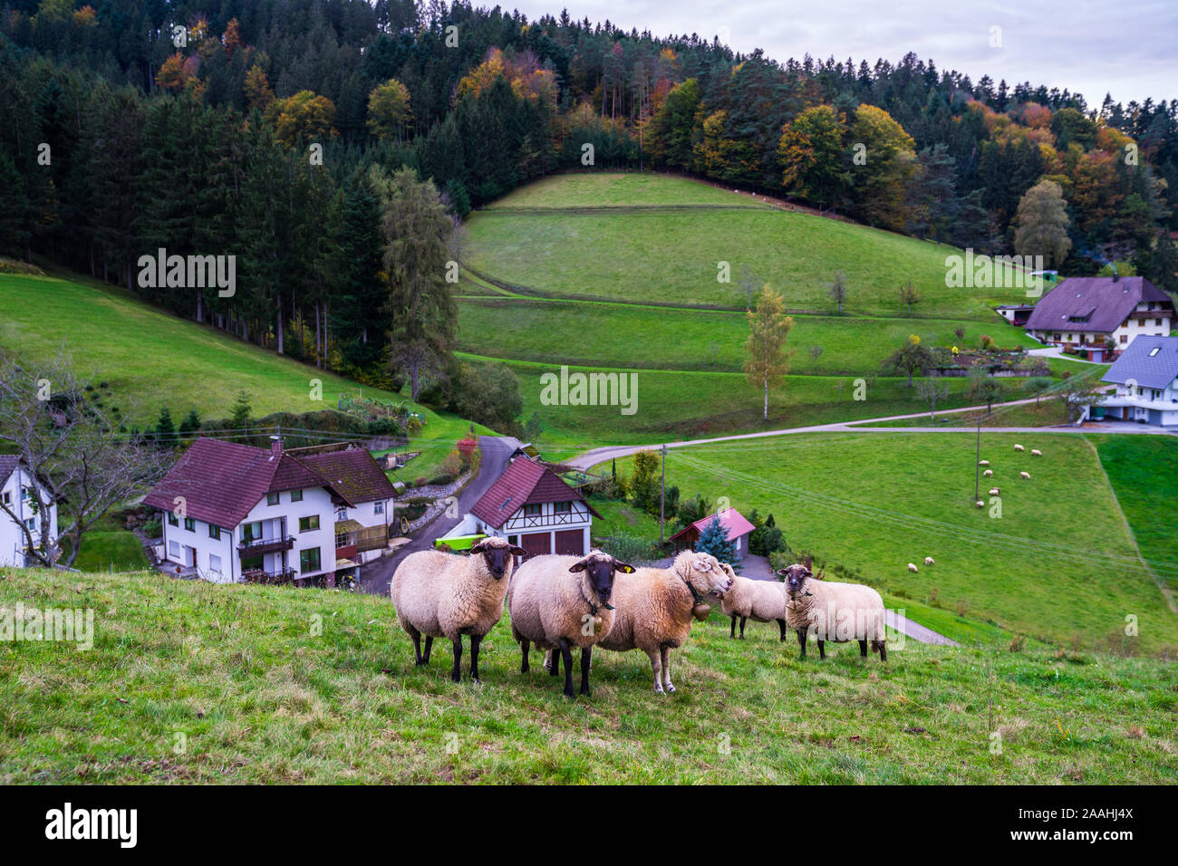 Curious animals hi-res stock photography and images - Alamy